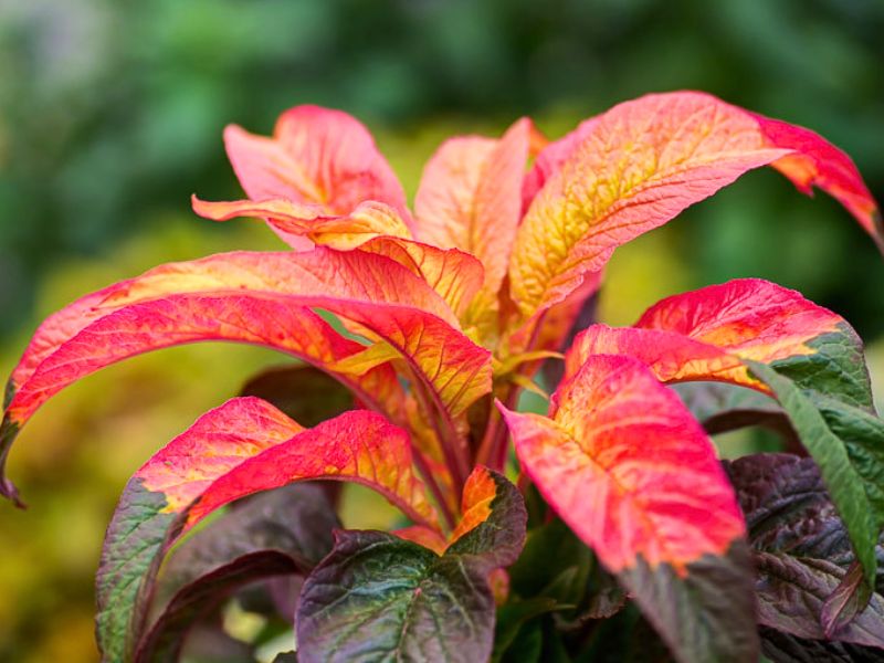 Joseph's Coat (Edible Amaranth, Amaranthus tricolor) - Level Up Garden