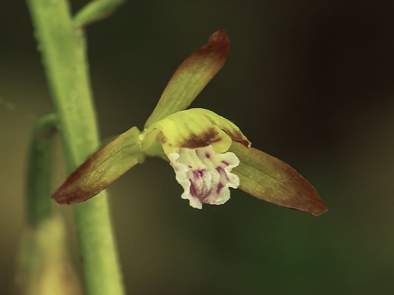 Putty Root (Aplectrum hyemale) - Level Up Garden