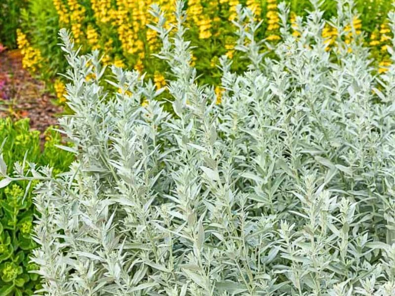 White Sagebrush (Artemisia ludoviciana) - Level Up Garden