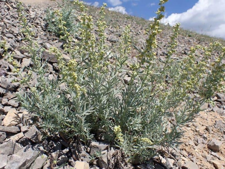 White Sagebrush (Artemisia ludoviciana) - Level Up Garden