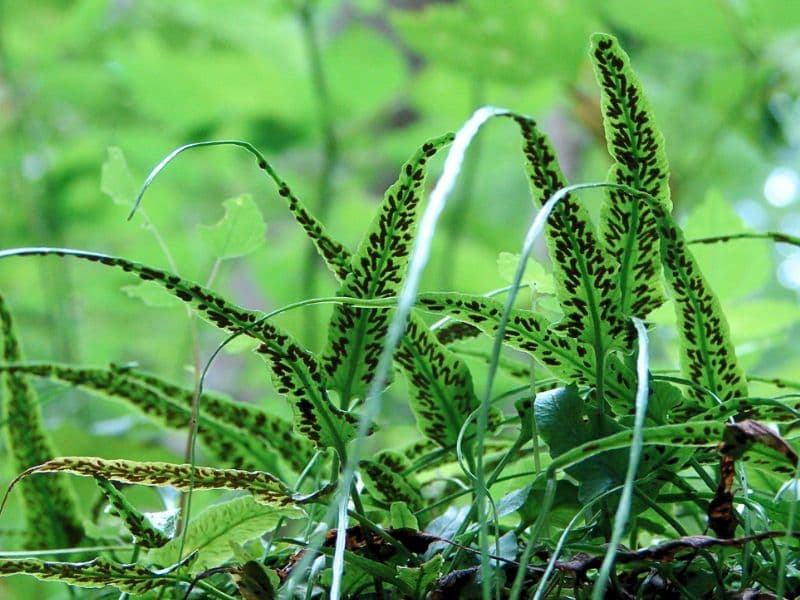 Walking Fern (Asplenium rhizophyllum) - Level Up Garden