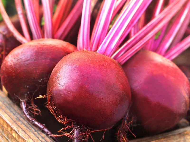 Beetroot (Beta vulgaris) - Level Up Garden