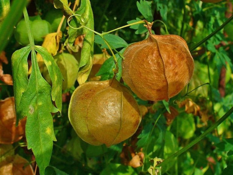 Balloon Vine (Cardiospermum halicacabum) - Level Up Garden