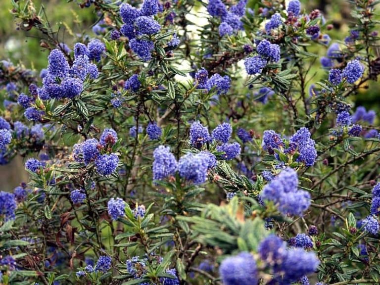 Blue Blossom (Ceanothus thyrsiflorus) - Level Up Garden