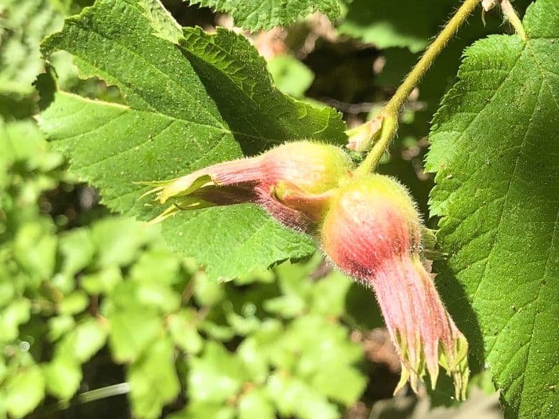 Beaked Hazelnut (Corylus cornuta) - Level Up Garden