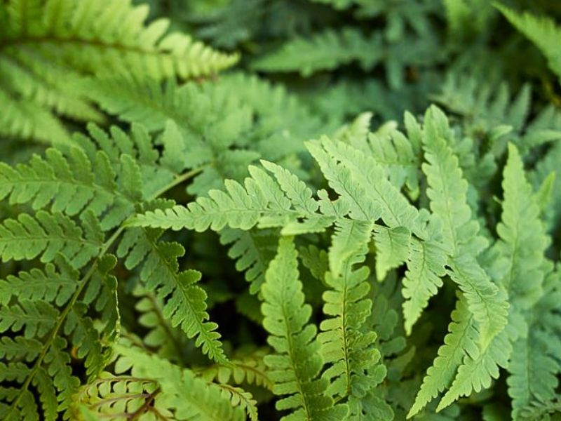 Marginal Woodfern Dryopteris Marginalis Level Up Garden