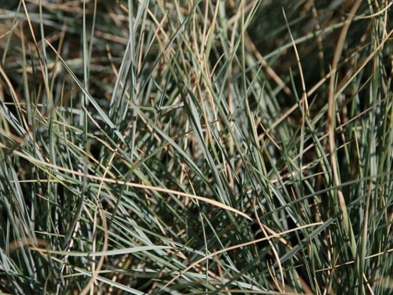 Blue Oats Grass (Helictotrichon sempervirens) - Level Up Garden