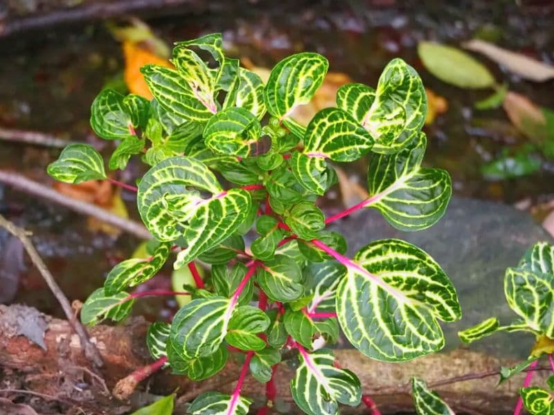 Yellow Bloodleaf (Iresine diffusa f. herbstii) - Level Up Garden