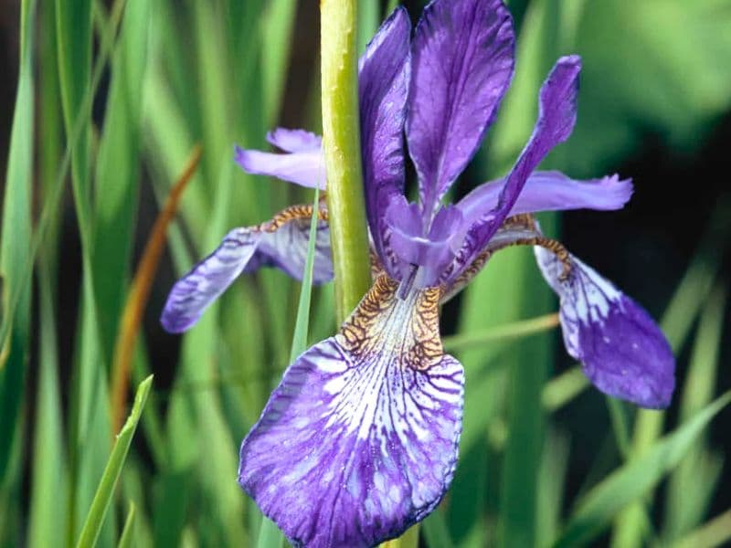 Blood Iris (Iris sanguinea) - Level Up Garden