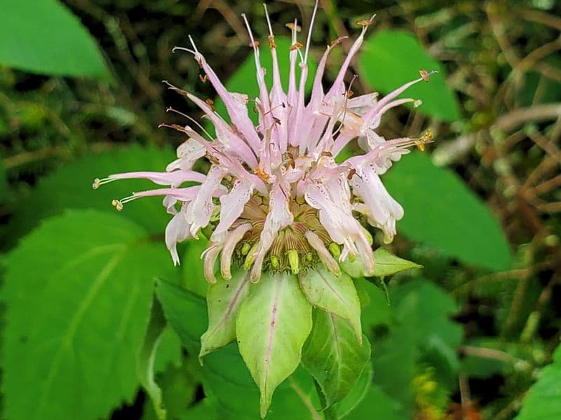 White Bergamot (Monarda clinopodia) - Level Up Garden