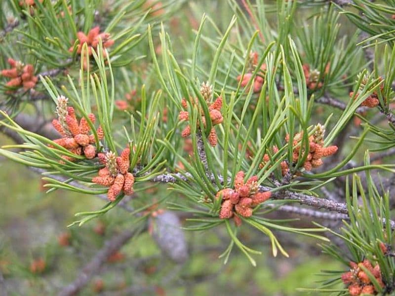Table Mountain Pine (Pinus pungens) - Level Up Garden