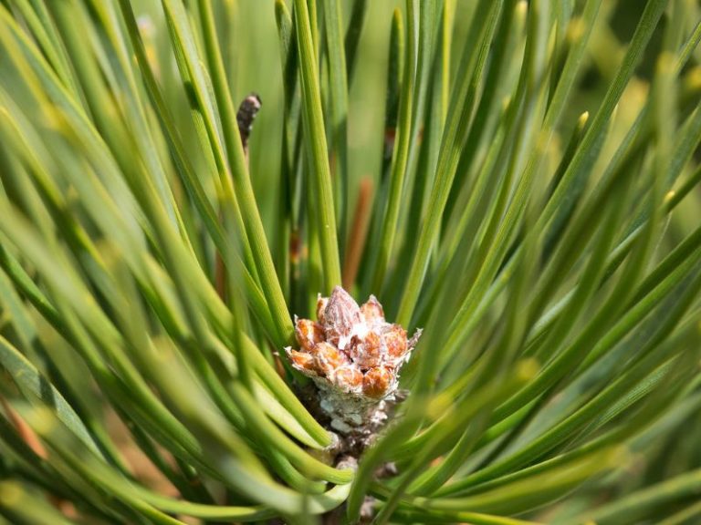 Table Mountain Pine (Pinus pungens) - Level Up Garden