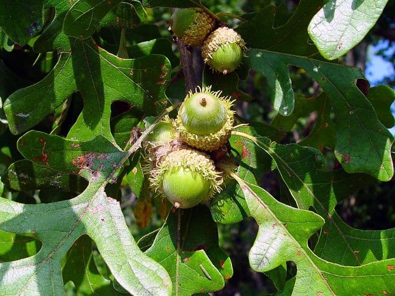 Bur Oak (Quercus macrocarpa) - Level Up Garden