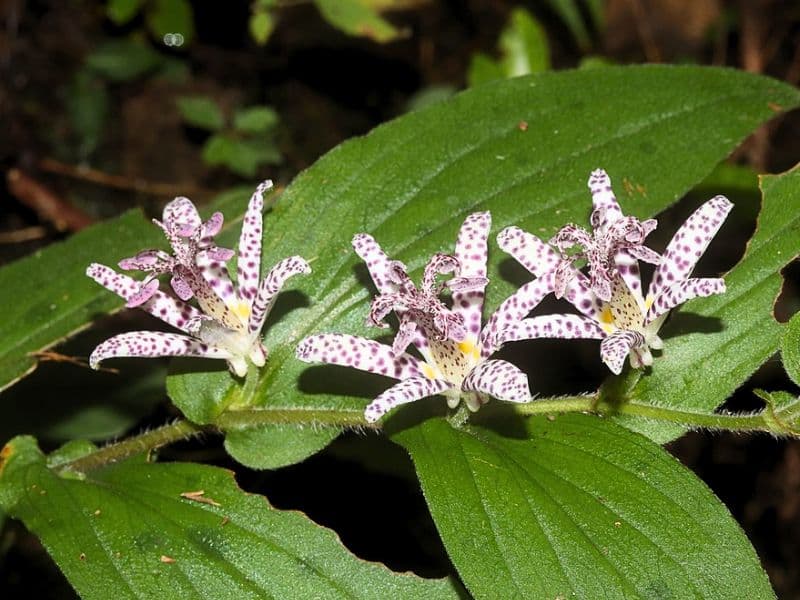 Japanese Toad Lily (Tricyrtis hirta) - Level Up Garden